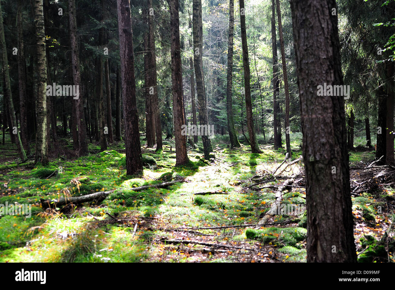 Light forest scenery landscape scene view hi-res stock photography and ...