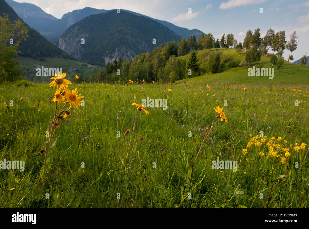 Alpine Arnica (Arnica montana) in flower, Romania, Europe. Medicinal ...