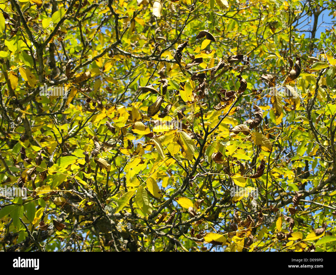 Walnuts tree hi-res stock photography and images - Alamy