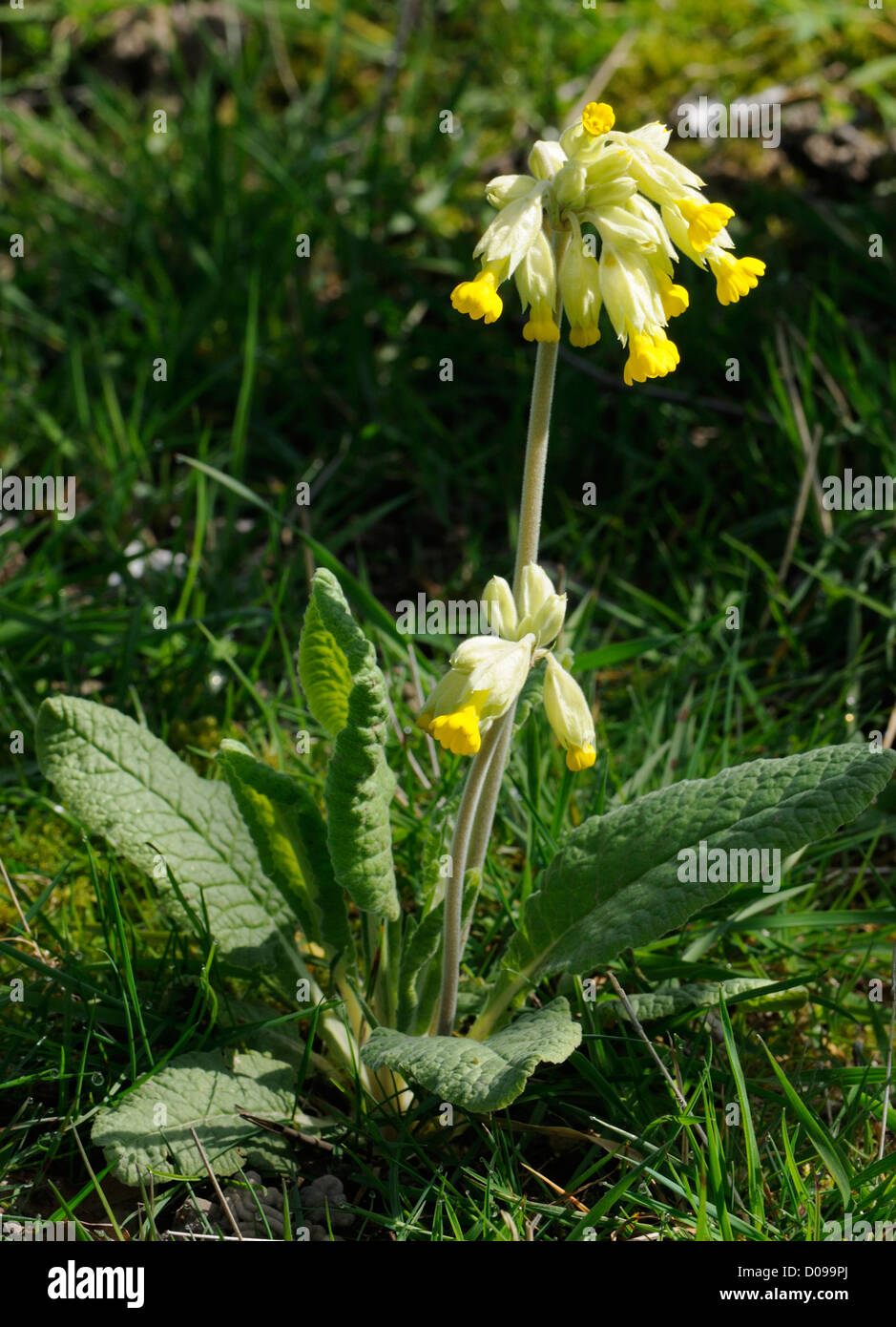 Cowslip hi-res stock photography and images - Alamy