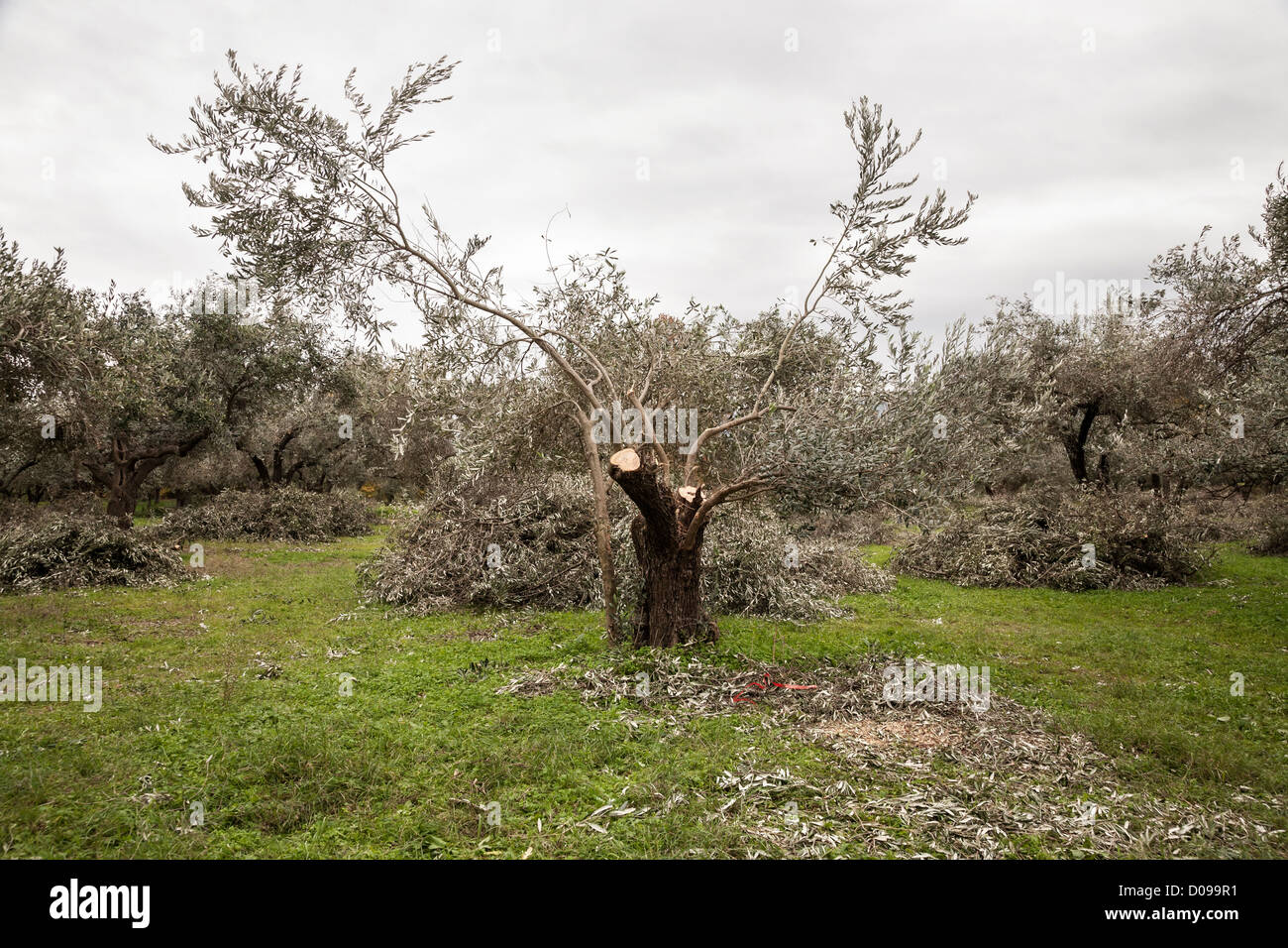 Pollard Tree High Resolution Stock Photography and Images - Alamy