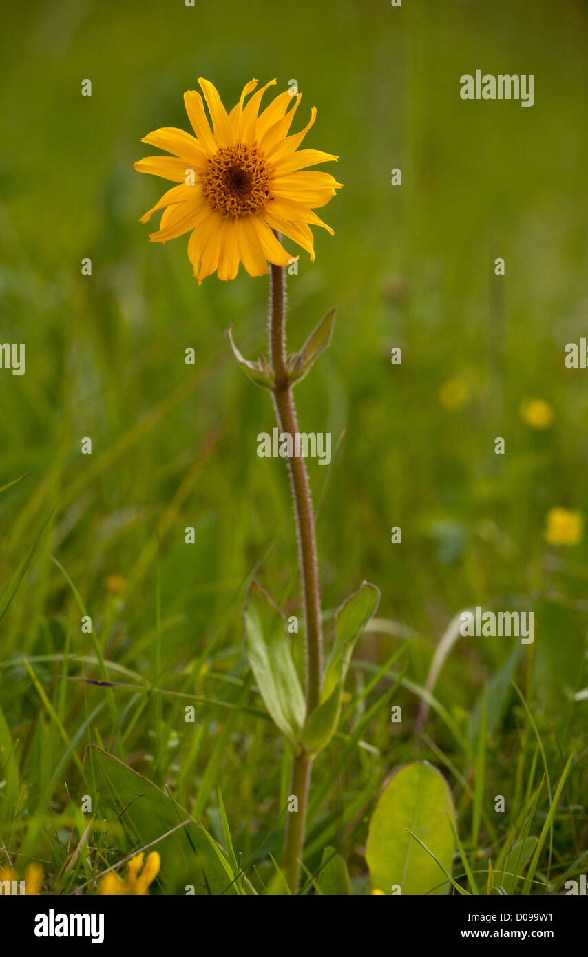 Alpine arnica montana close hi-res stock photography and images - Alamy