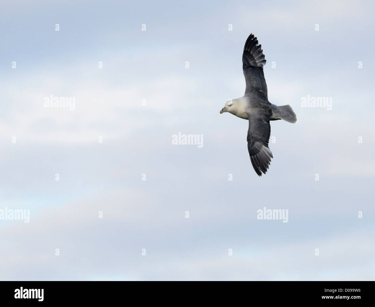 Primary flight feathers hi-res stock photography and images - Alamy