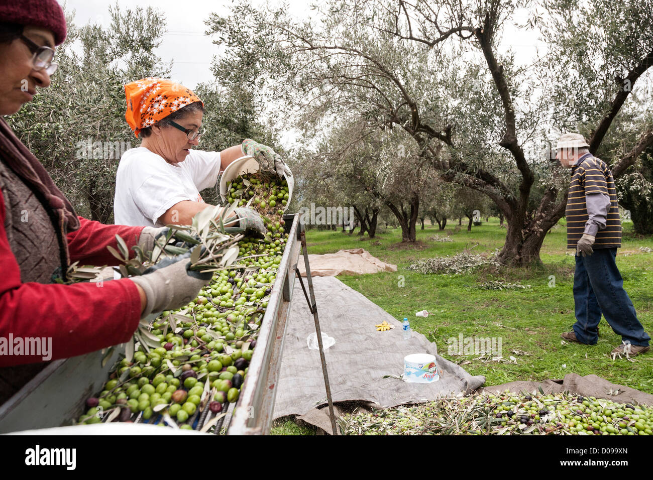 Women clean the harvest from leaves and branches before fill the sacks ...