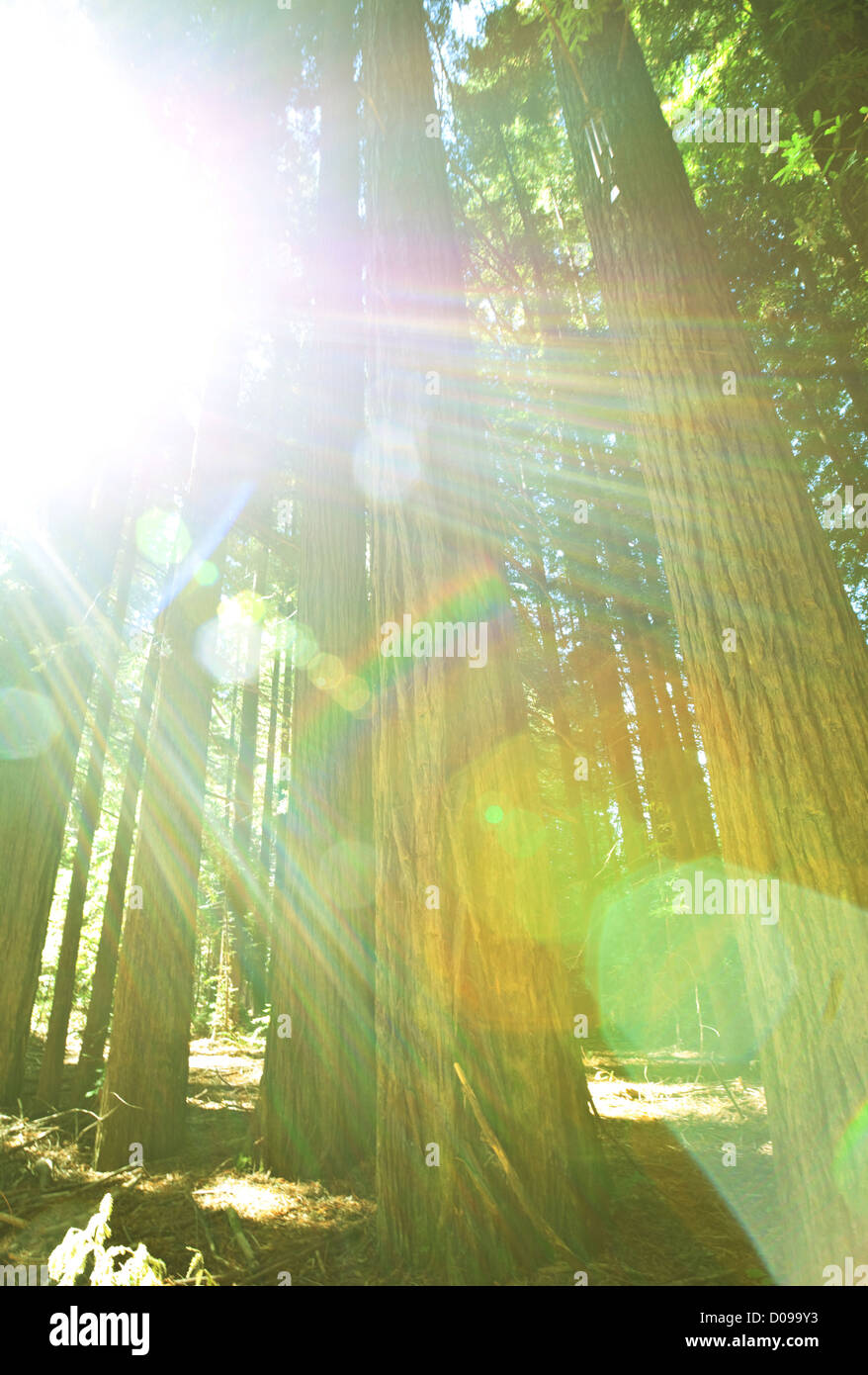 Flag in the sequoia forest hi-res stock photography and images - Alamy
