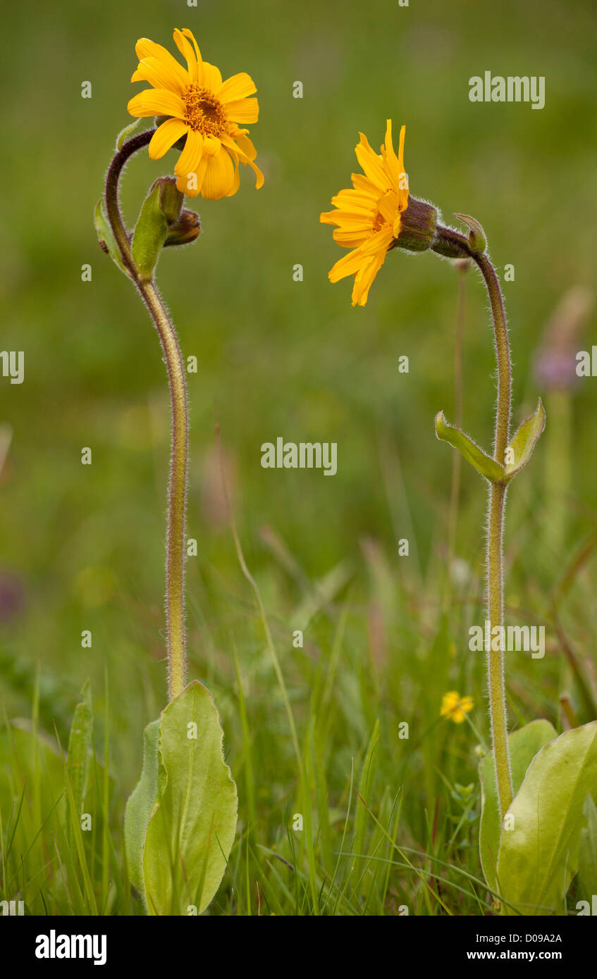 Alpine Arnica (Arnica montana) close-up, in flower, Romania, Europe ...