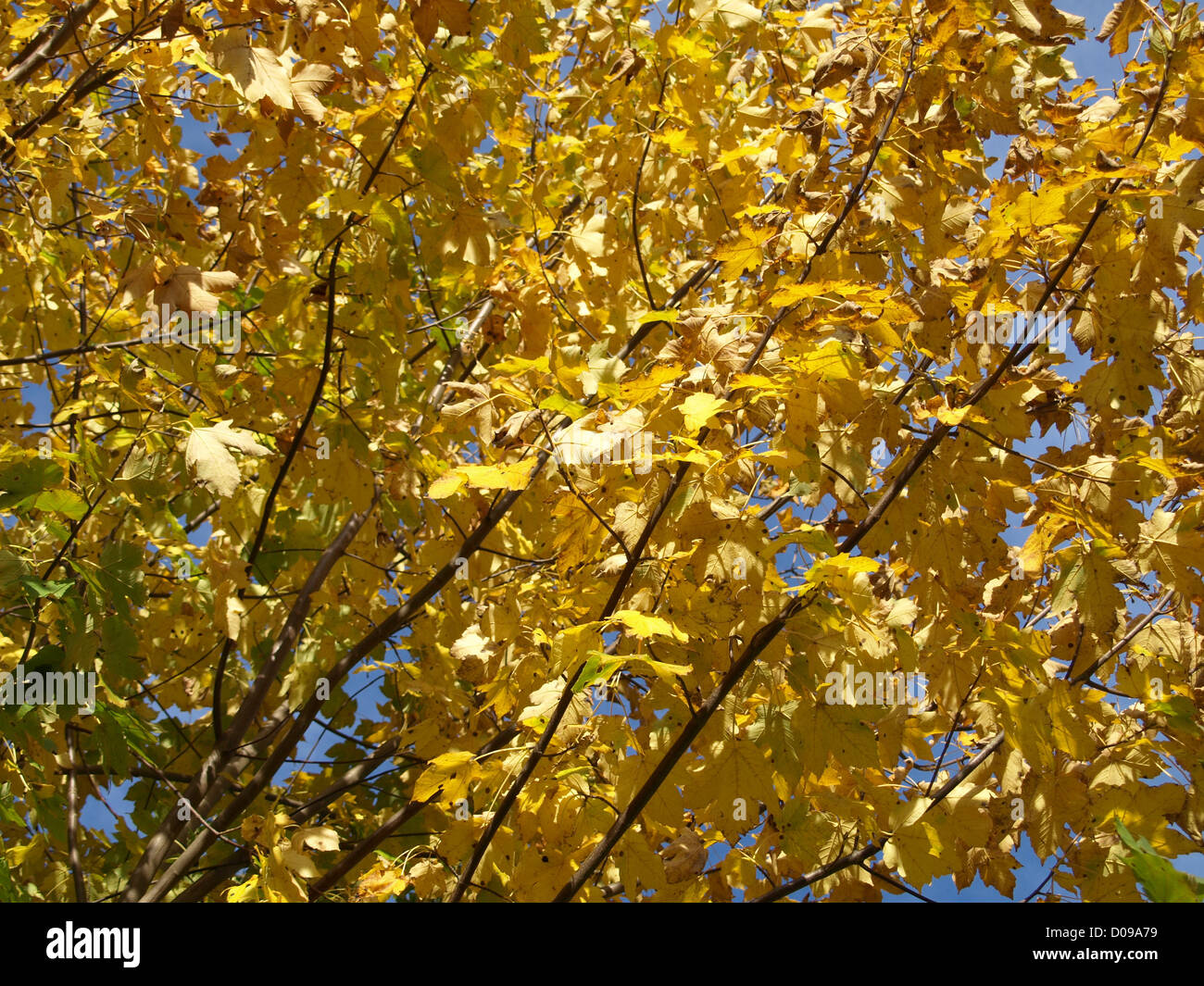 maple tree in autumnal colors / Ahornbaum in herbstlichen Farben Stock ...