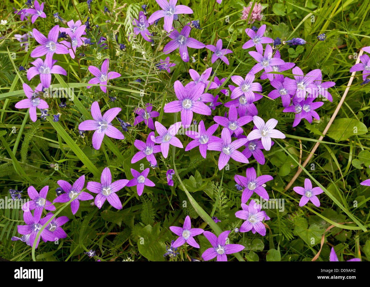 Spreading Bellflower (Campanula patula) in flower, Romania, Europe ...