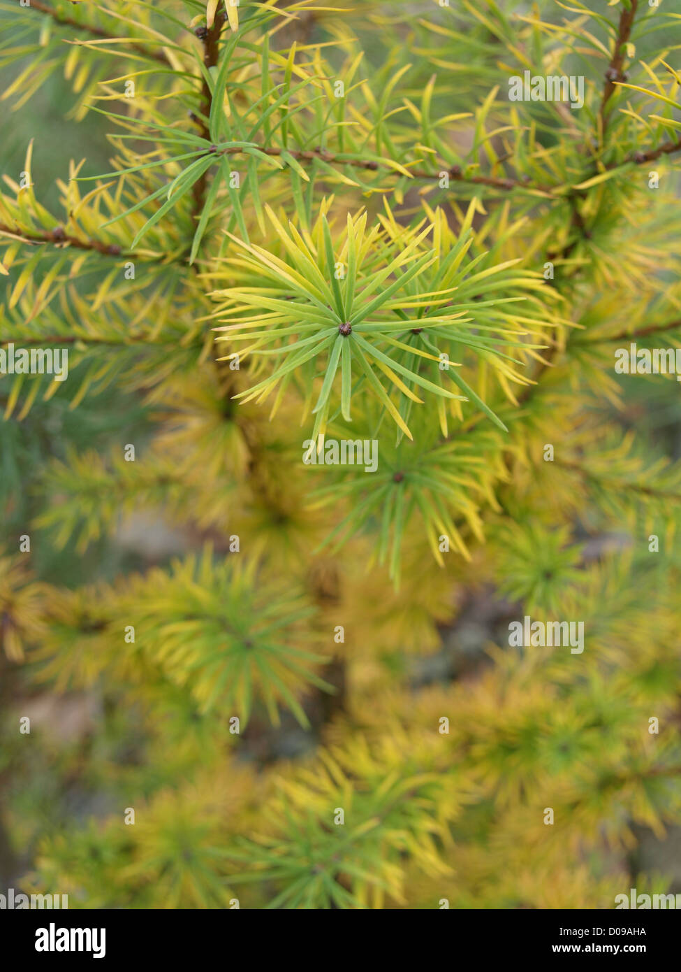 larch in autumnal colors / Lärche in herbstlichen Farben Stock Photo ...