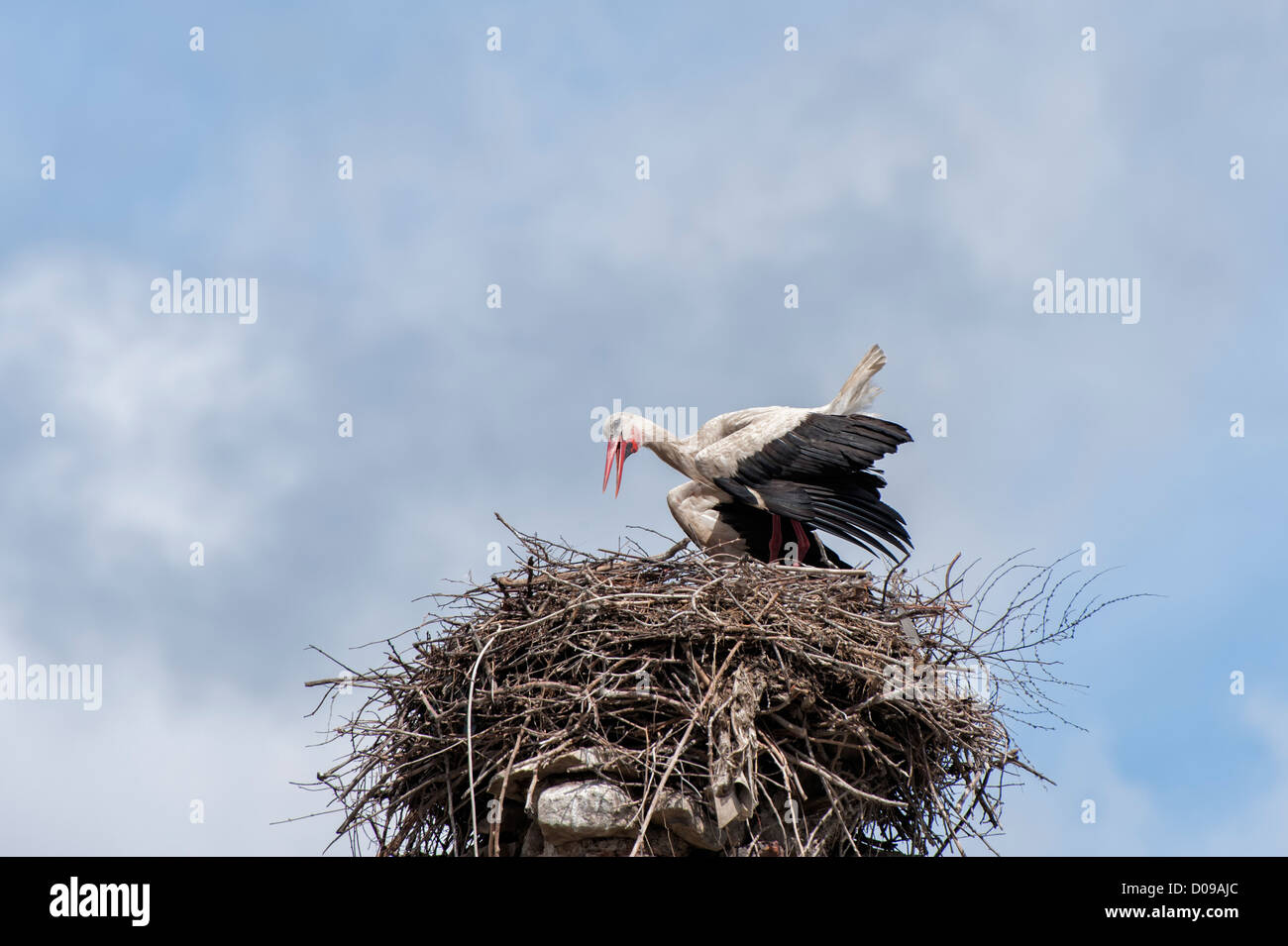 Couple of White storks (Ciconia ciconia) on the nest, Izmir Province ...