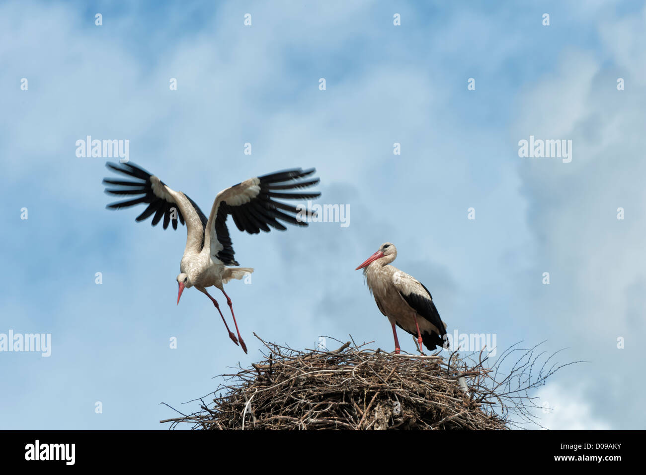 Flying white storks hi-res stock photography and images - Alamy