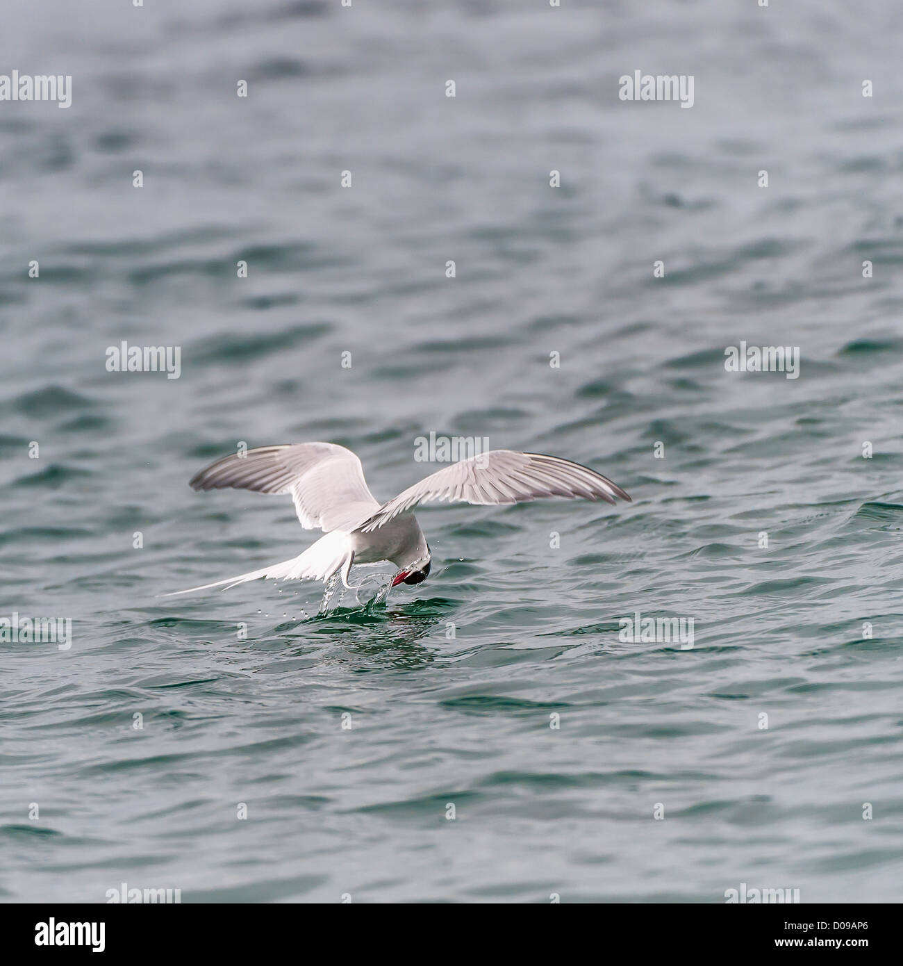 Tern fishing hi-res stock photography and images - Alamy