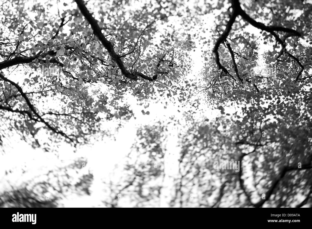 Black white trees hi-res stock photography and images - Alamy