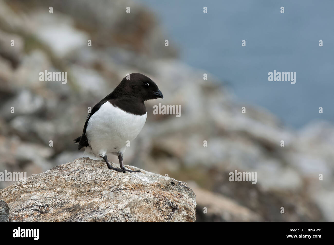 Little Auk (Alle Alle), Svalbard Archipelago, Arctic Norway Stock Photo ...