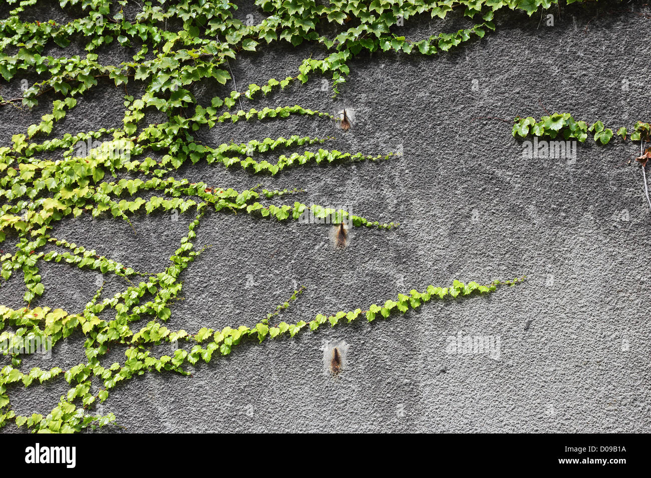 branch plants on the concrete wall Stock Photo - Alamy