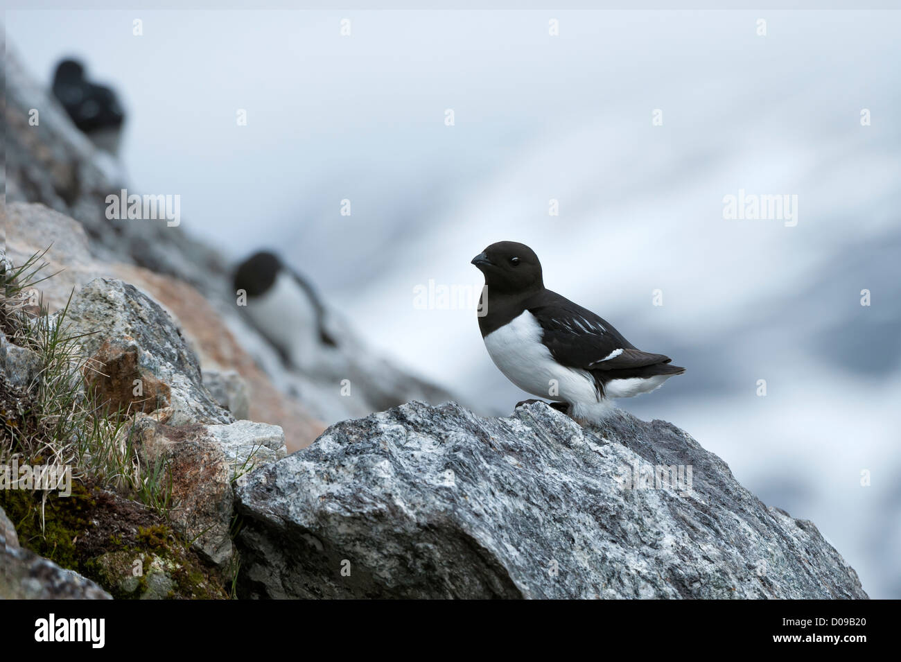 Little Auk (Alle Alle), Svalbard Archipelago, Arctic Norway Stock Photo ...