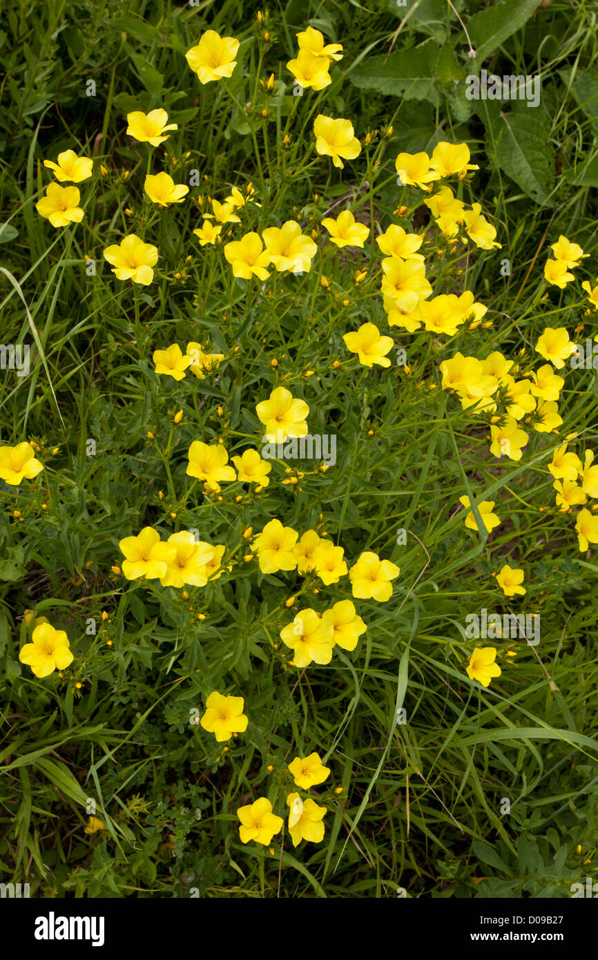 Yellow flax (Linum flavum) in flower in grasslands, Transylvania ...