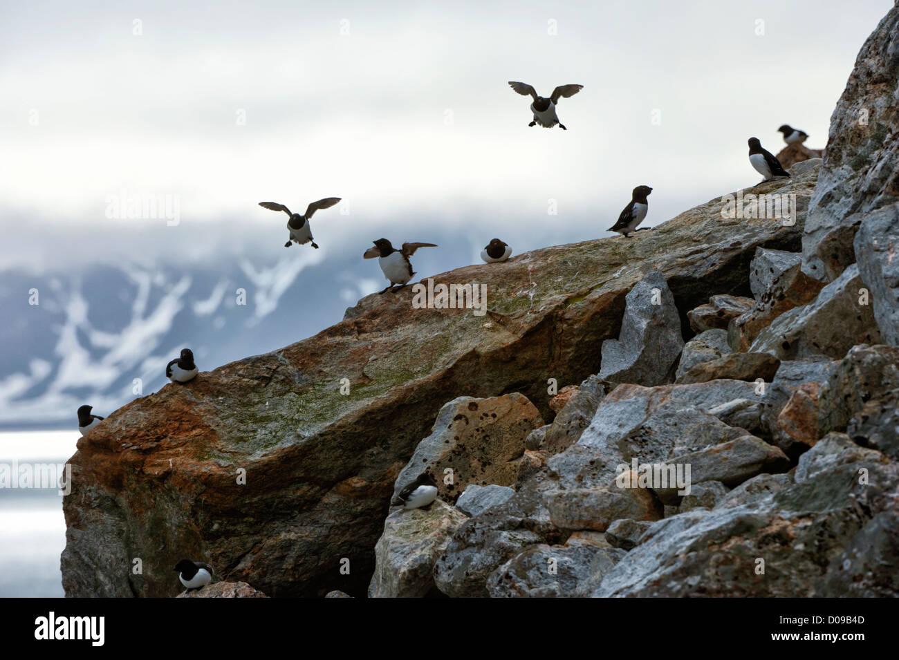 Little auk alle alle group hi-res stock photography and images - Alamy