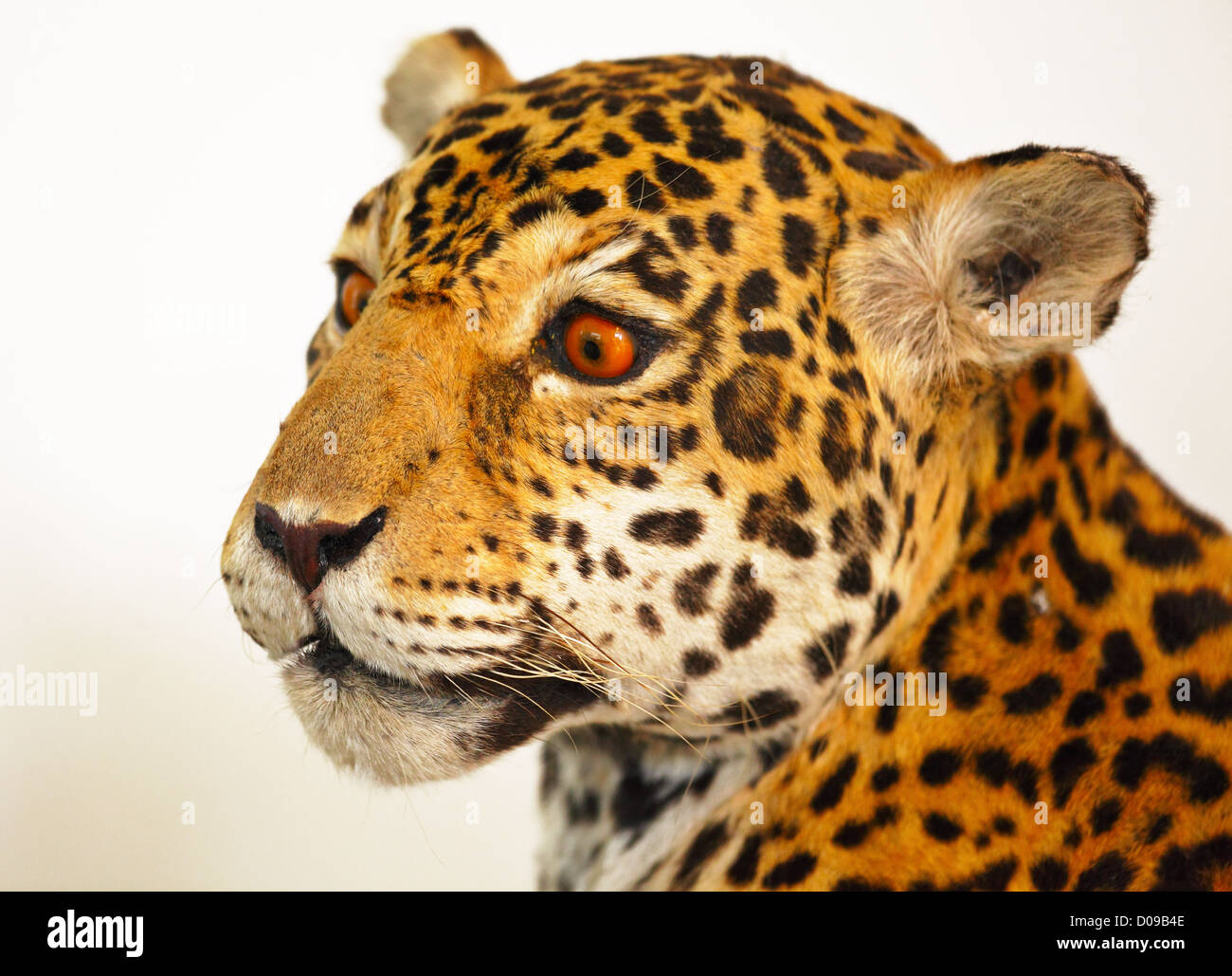 Animal specimen hi-res stock photography and images - Alamy