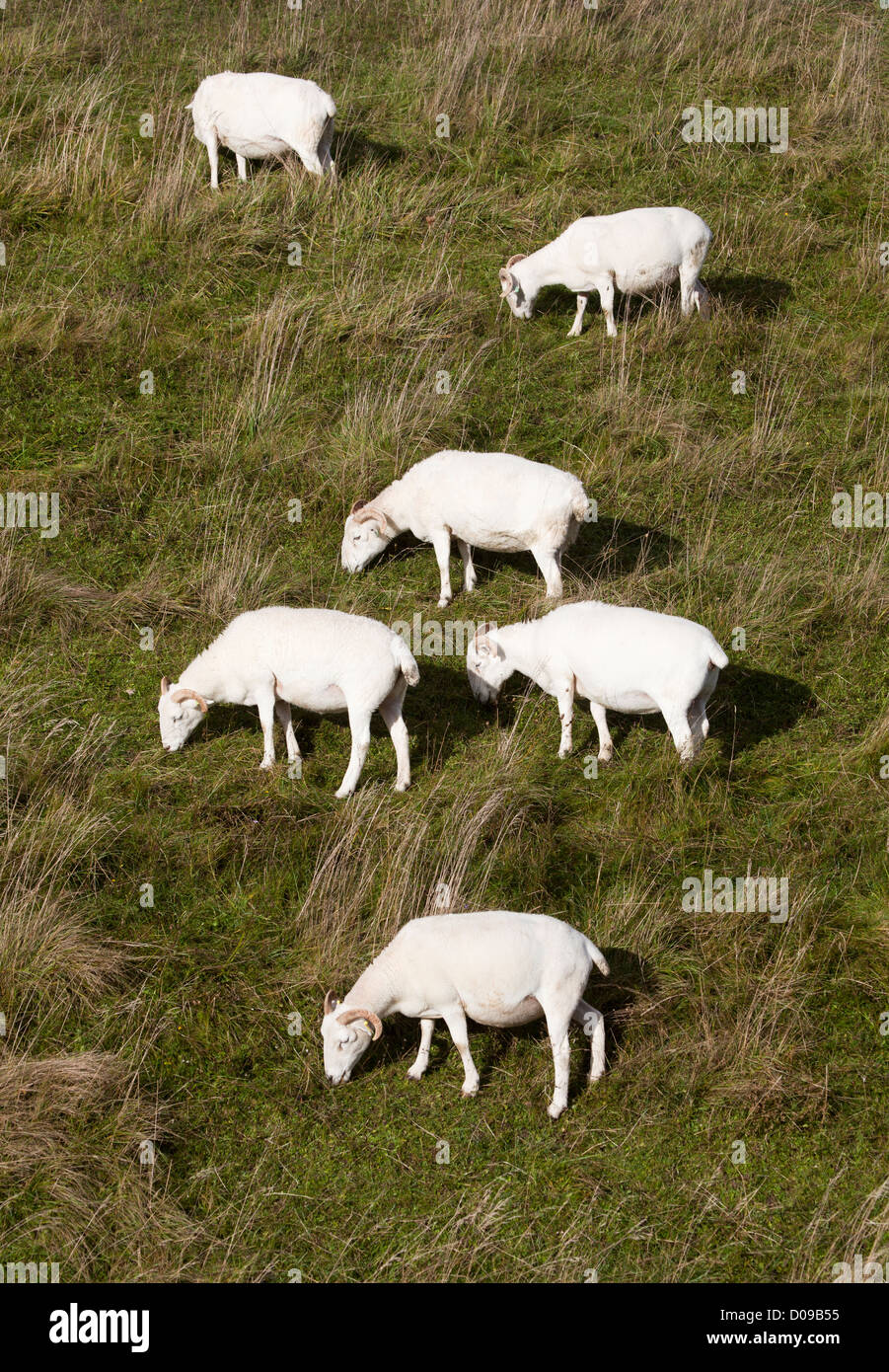 Herd flock sheep uk hi-res stock photography and images - Alamy