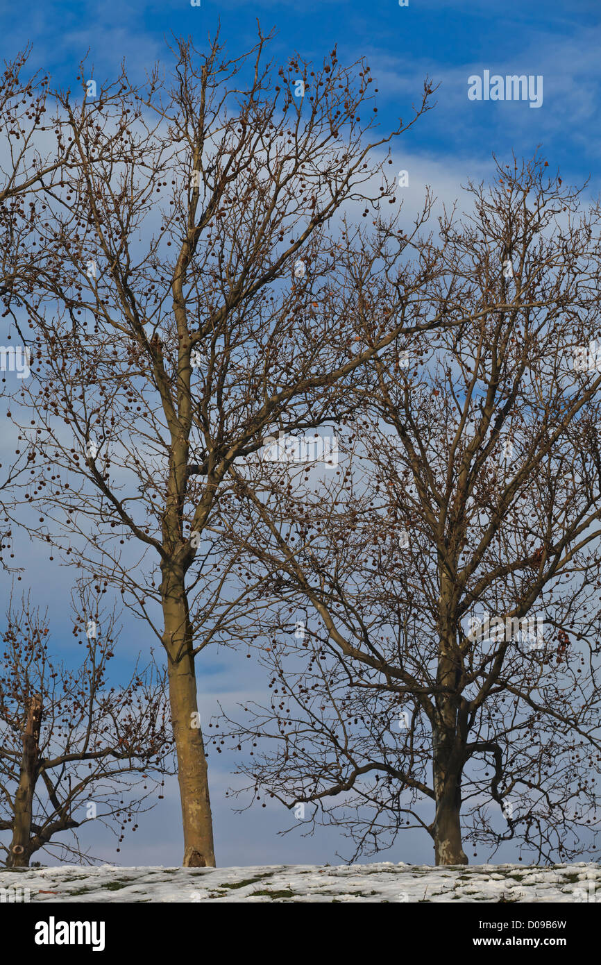 trees in winter Stock Photo - Alamy