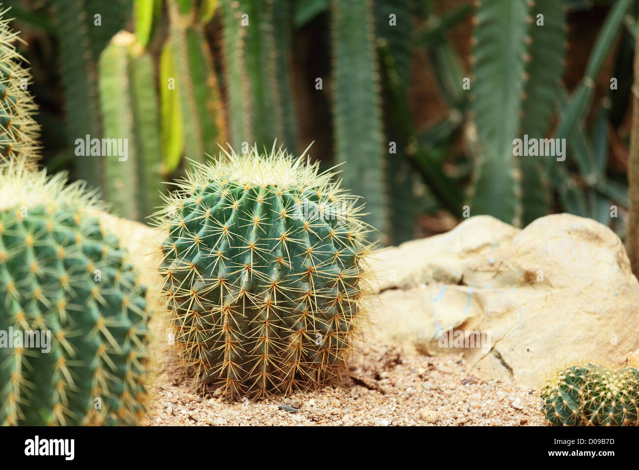 Cactus in Desert Stock Photo - Alamy