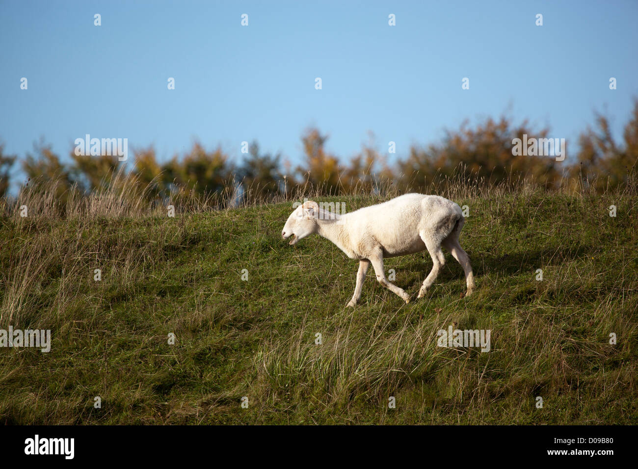 Freshly shorn Sheep in field Stock Photo - Alamy