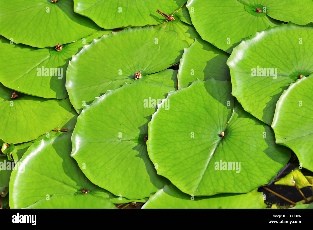 Giant water lotus hi-res stock photography and images - Alamy
