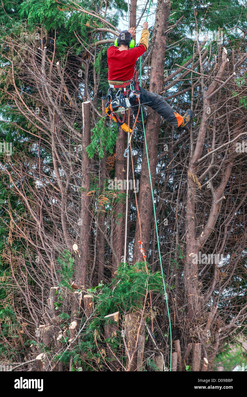 Tree trimmer climbing tree hi-res stock photography and images - Alamy