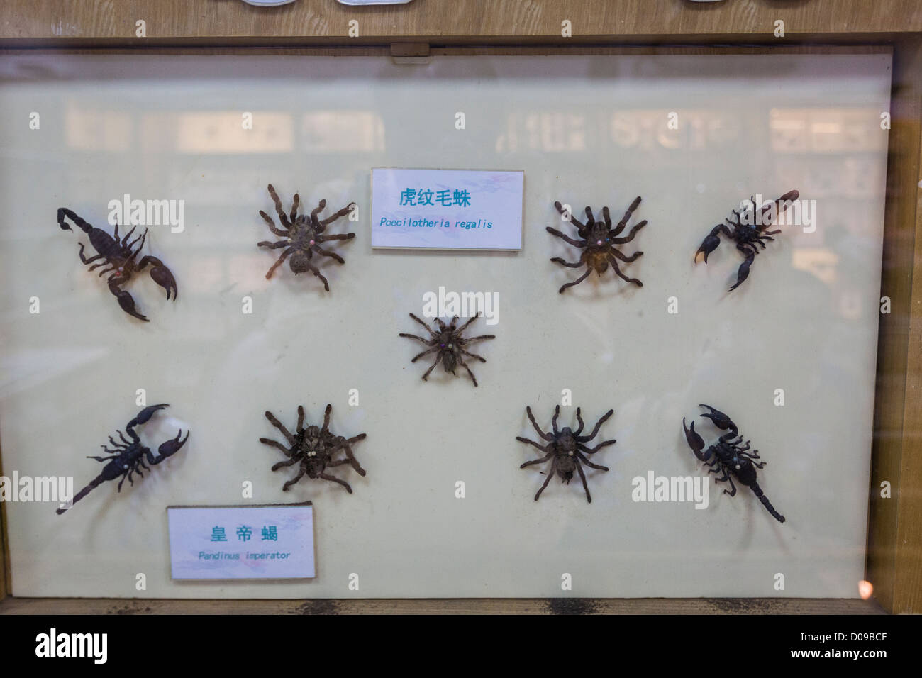 A display of poisonous insects at the Shanghai Natural Wild Insect ...