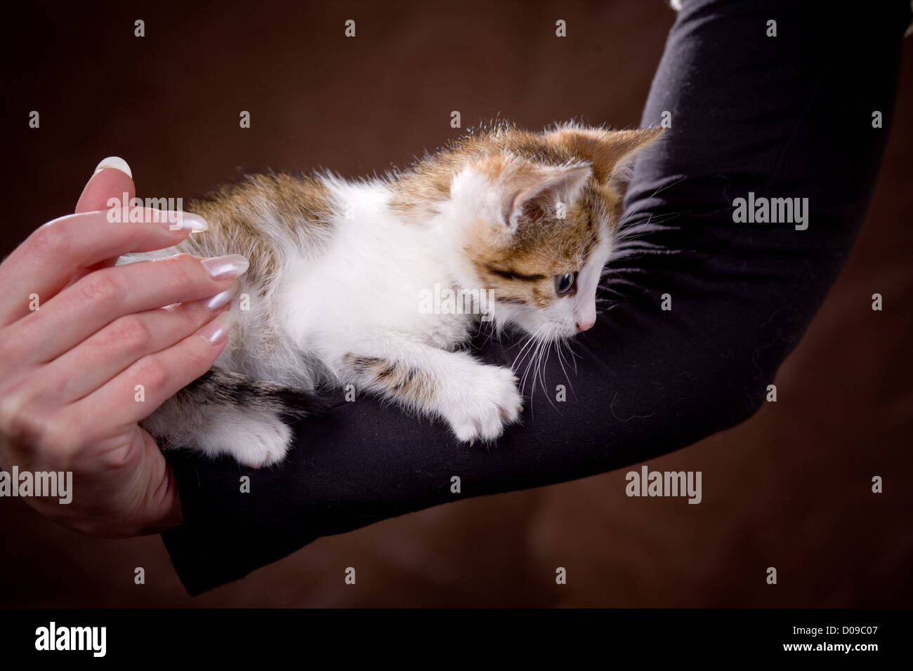 Little kitten sitting on human hand on brown studio background Stock ...