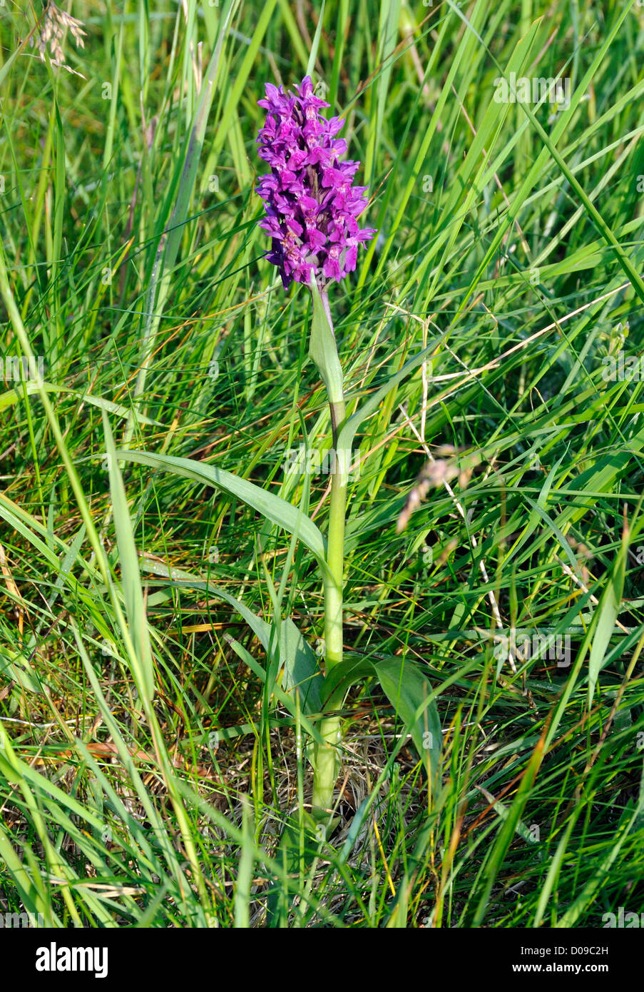 Marsh Orchid Growing In Boggy Ground On Sea Cliffs Thurso Caithness marsh-orchid-growing-in-boggy-ground-on-sea-cliffs-thurso-caithness