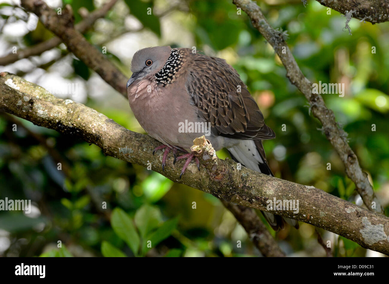 Spotted Dove - Spilopelia chinensis - long-tailed pigeon Auckland bush ...
