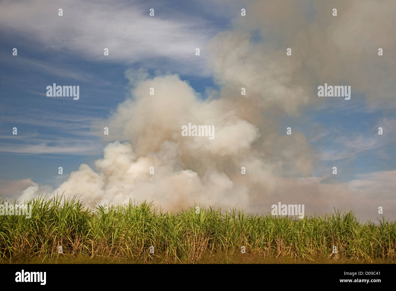 Franklin, Louisiana - Sugar cane fields being burned at harvest time in ...