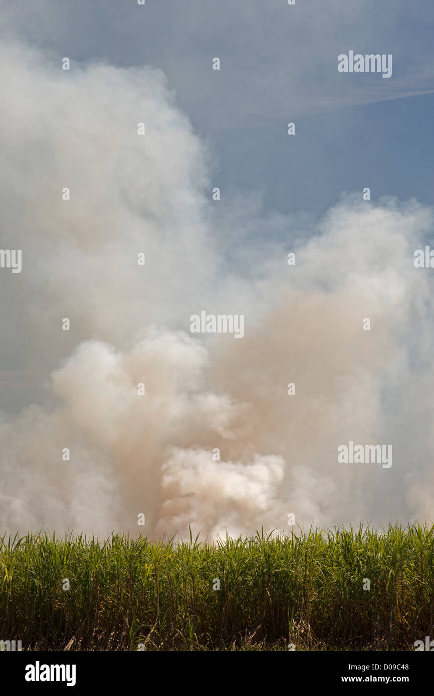 Franklin, Louisiana - Sugar cane fields being burned at harvest time in ...