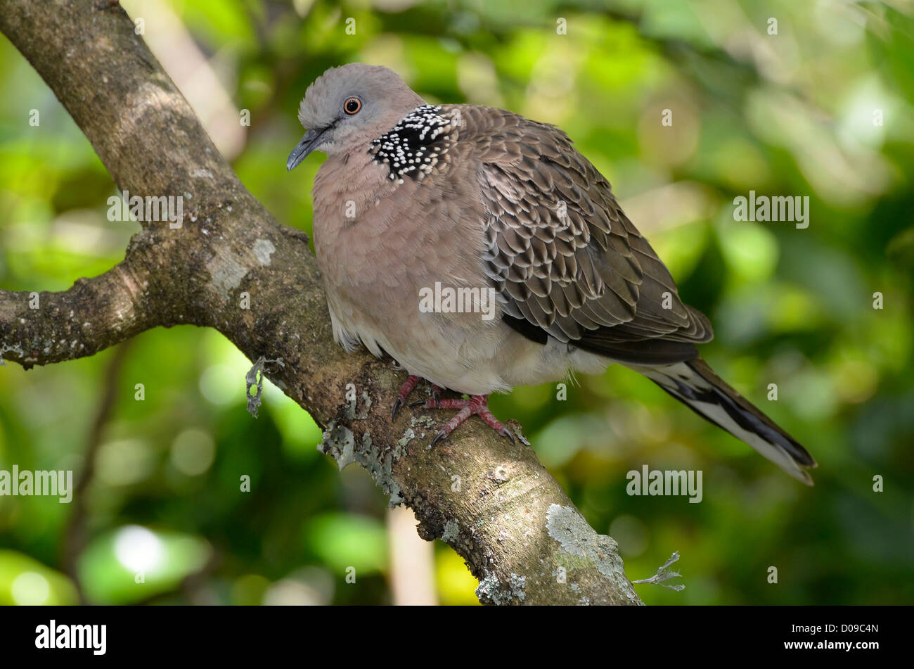 Spotted Dove - Spilopelia chinensis - long-tailed pigeon Auckland bush ...