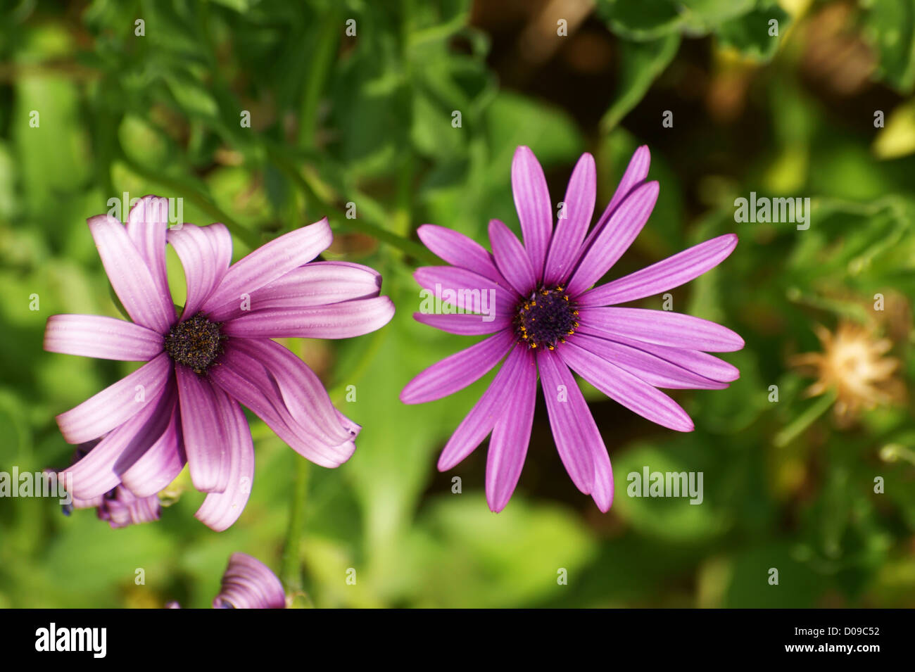 flowers in garden, Greece, Rhodes Stock Photo - Alamy