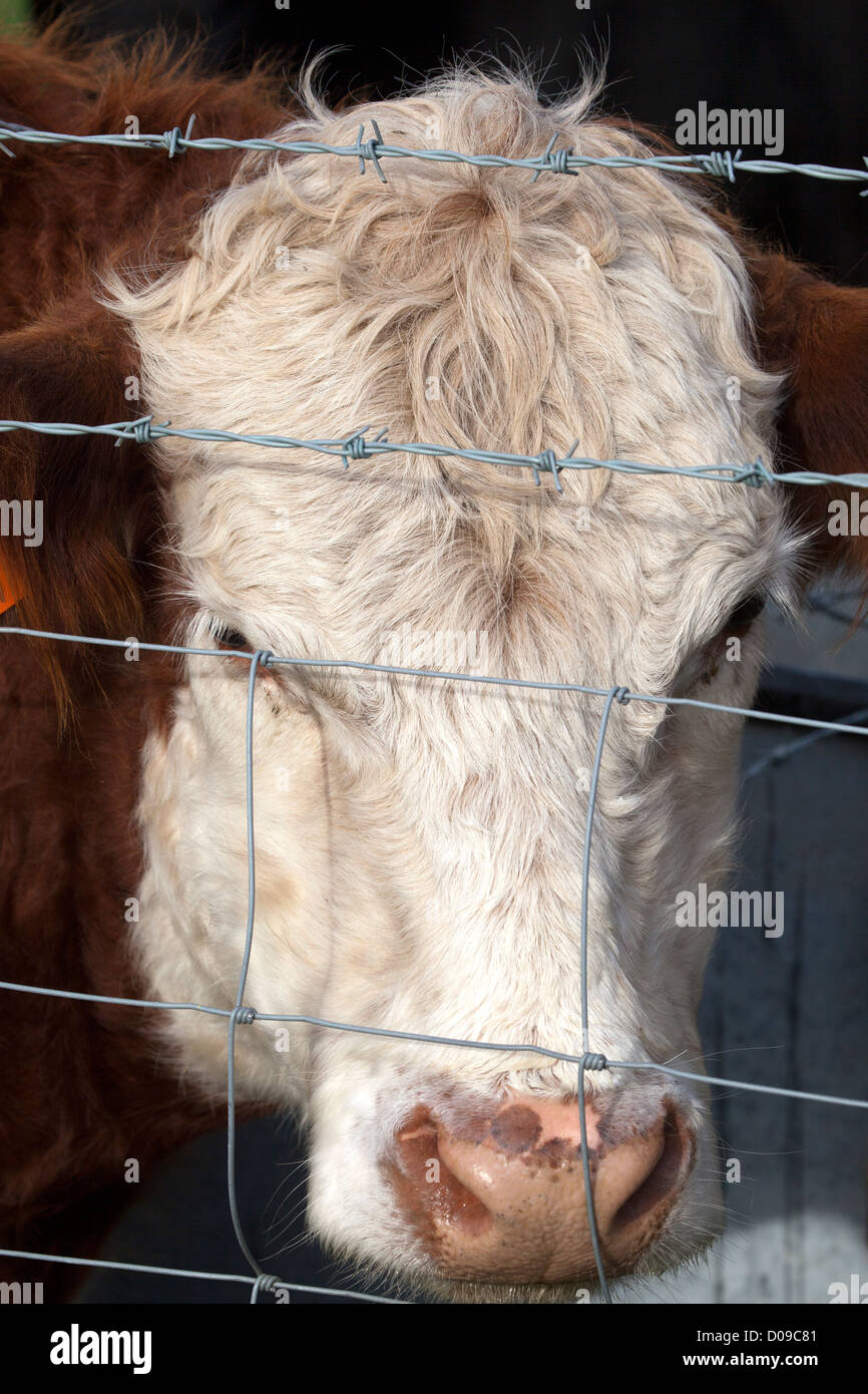 Wire cows hi-res stock photography and images - Alamy