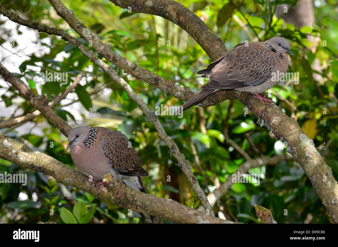 Spotted Dove - Spilopelia chinensis - long-tailed pigeon Auckland bush ...