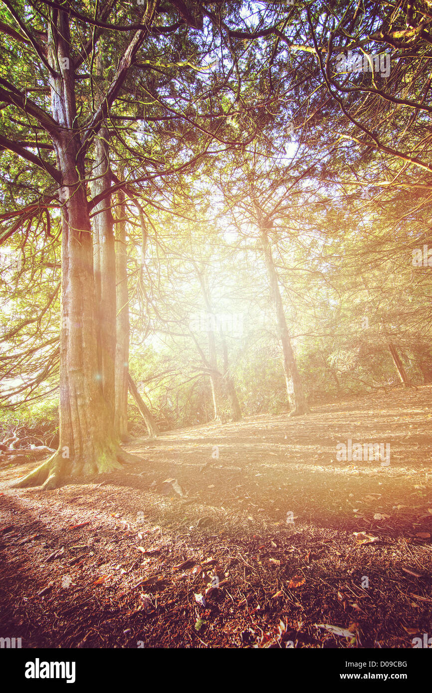 Hazy light through trees hi-res stock photography and images - Alamy