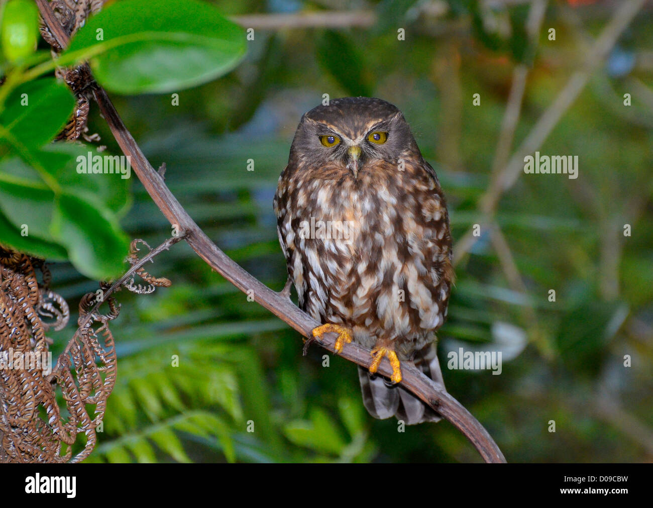 Morepork new zealand hi-res stock photography and images - Alamy