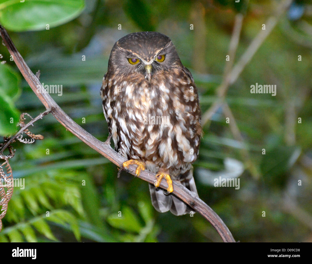 The Morepork - Tasmanian Spotted Owl or Southern Boobook, a small brown ...