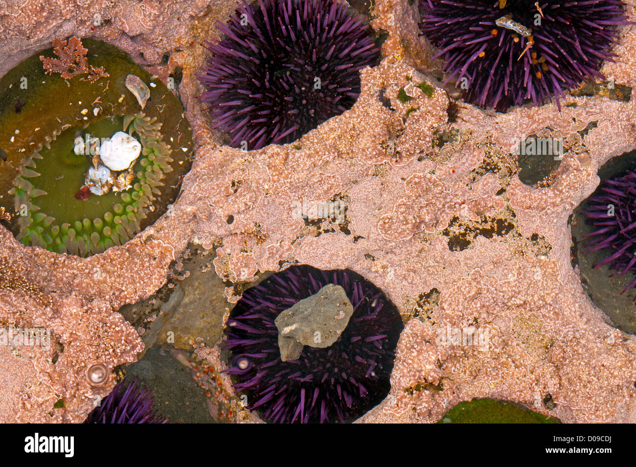 Intertidal sea anemone hi-res stock photography and images - Alamy