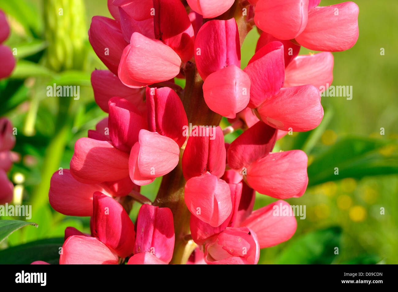 Lupinus russell hybrid hi-res stock photography and images - Alamy