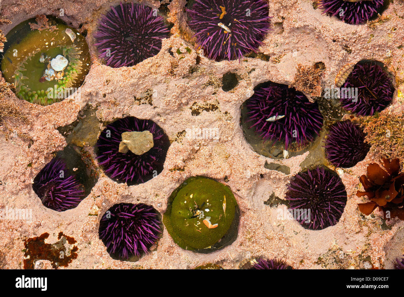 Sea urchins and a giant green anemones in a tidepool in the intertidal ...