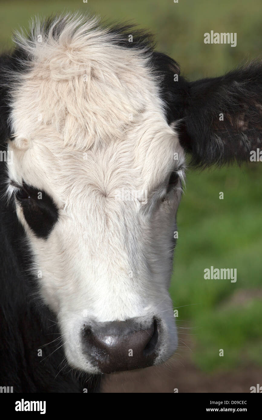 Farmed cows hi-res stock photography and images - Alamy