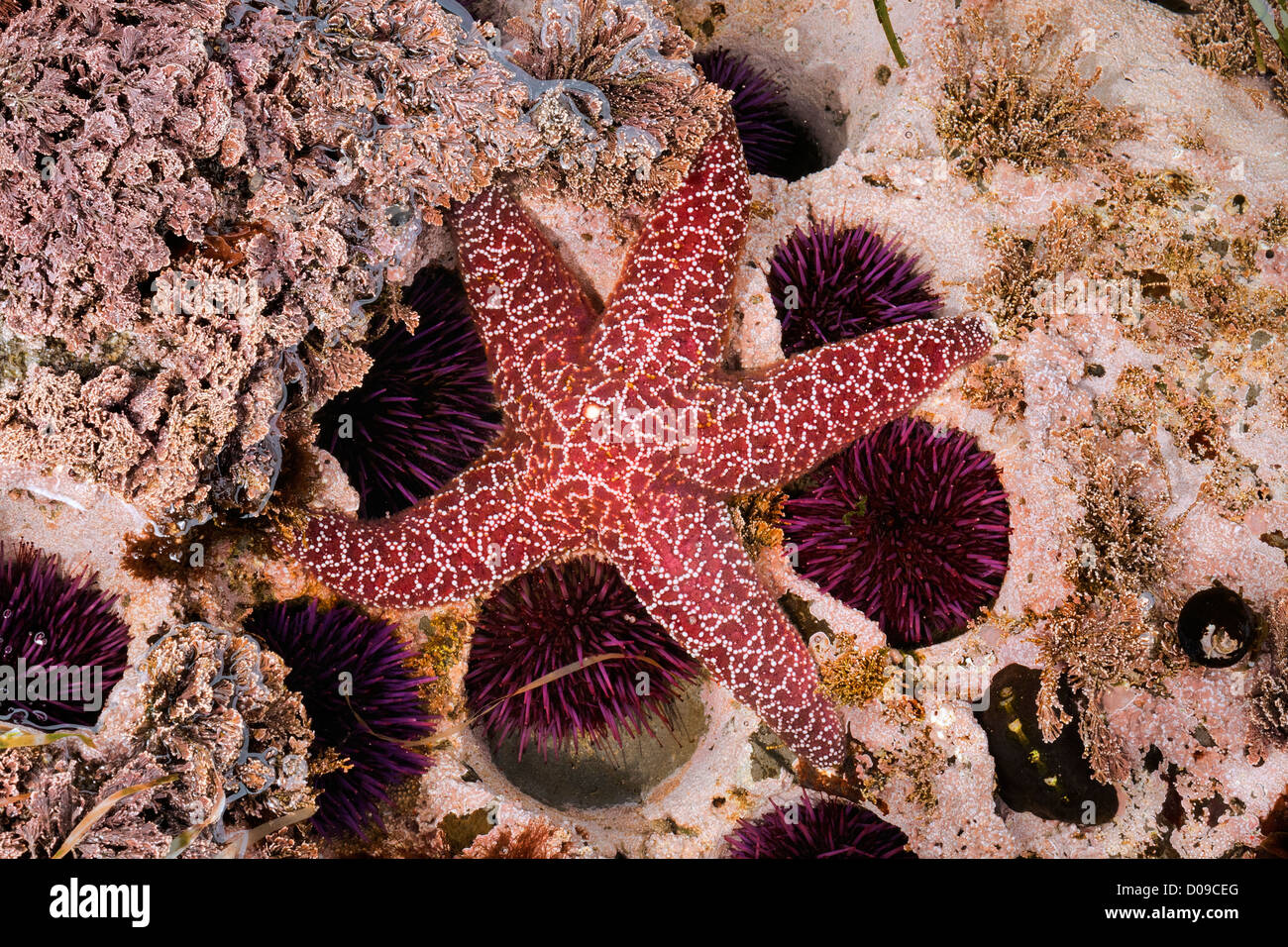 Intertidal Zone Fish