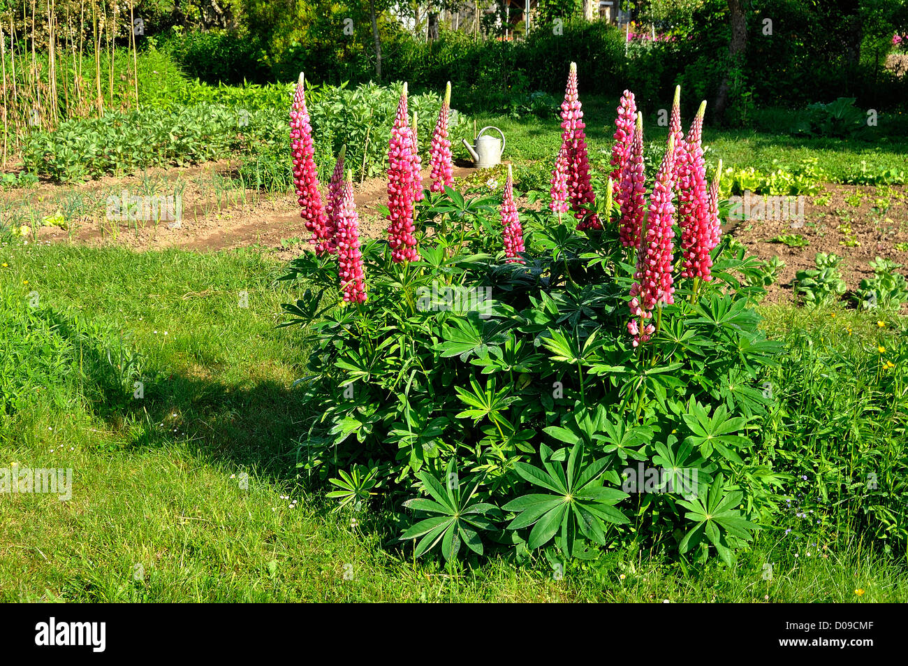 Lupinus russell hybrid hi-res stock photography and images - Alamy