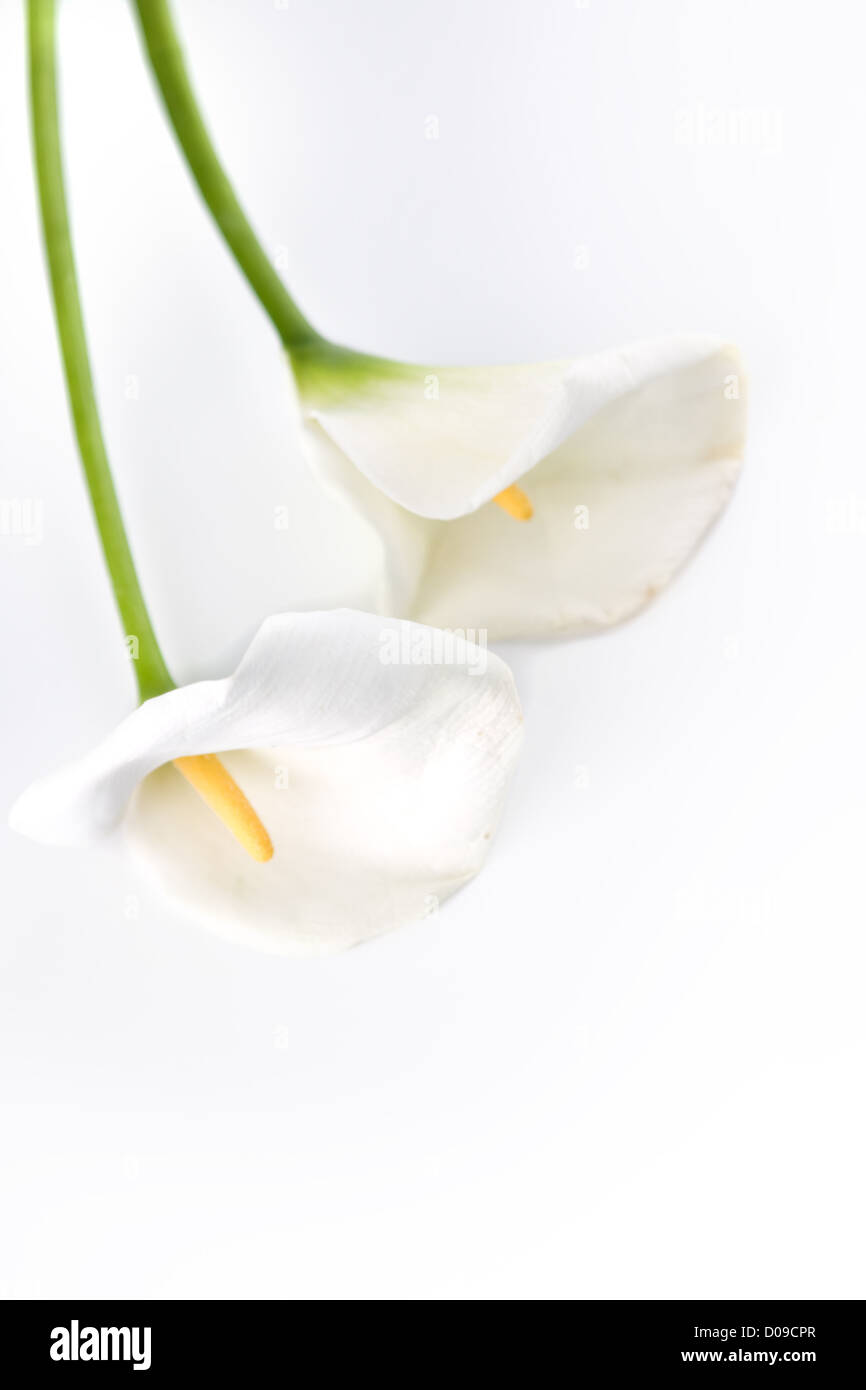 Two calla lilies on white background Stock Photo - Alamy