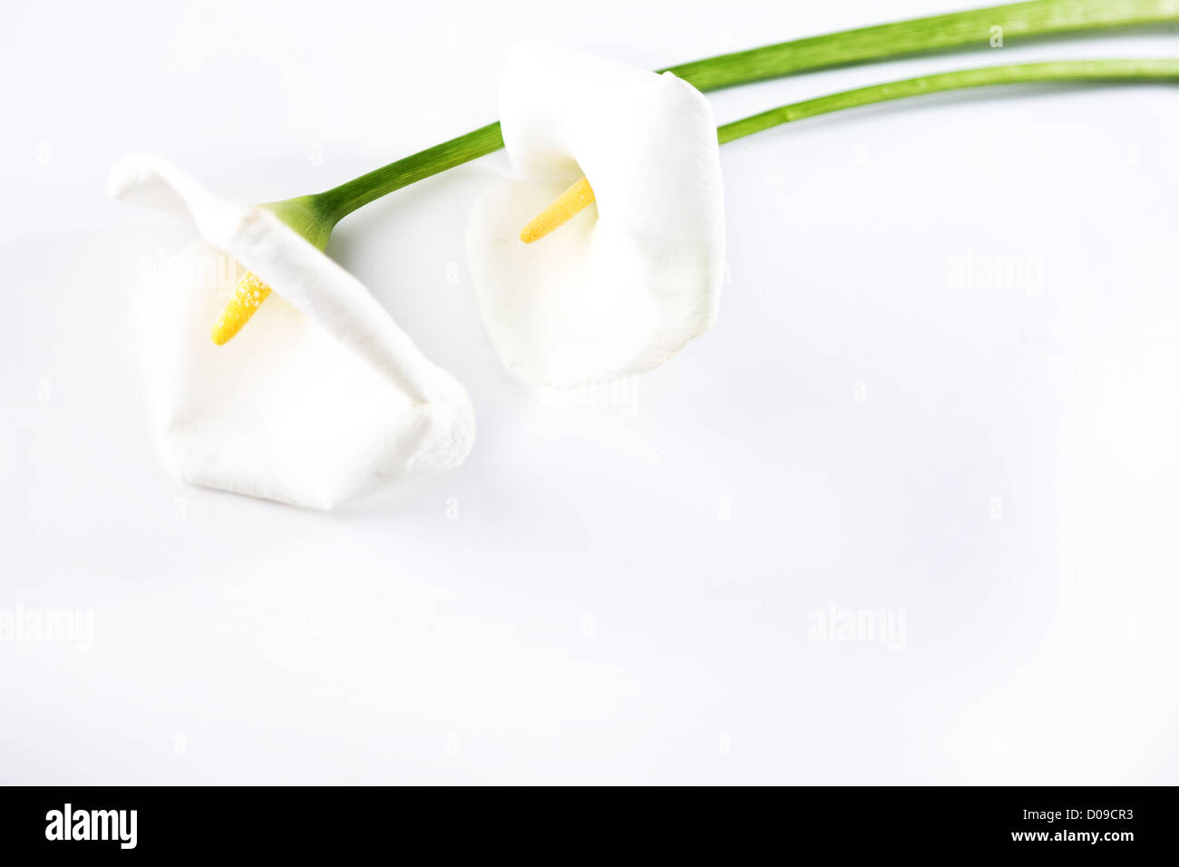 Two calla lilies on white background Stock Photo - Alamy